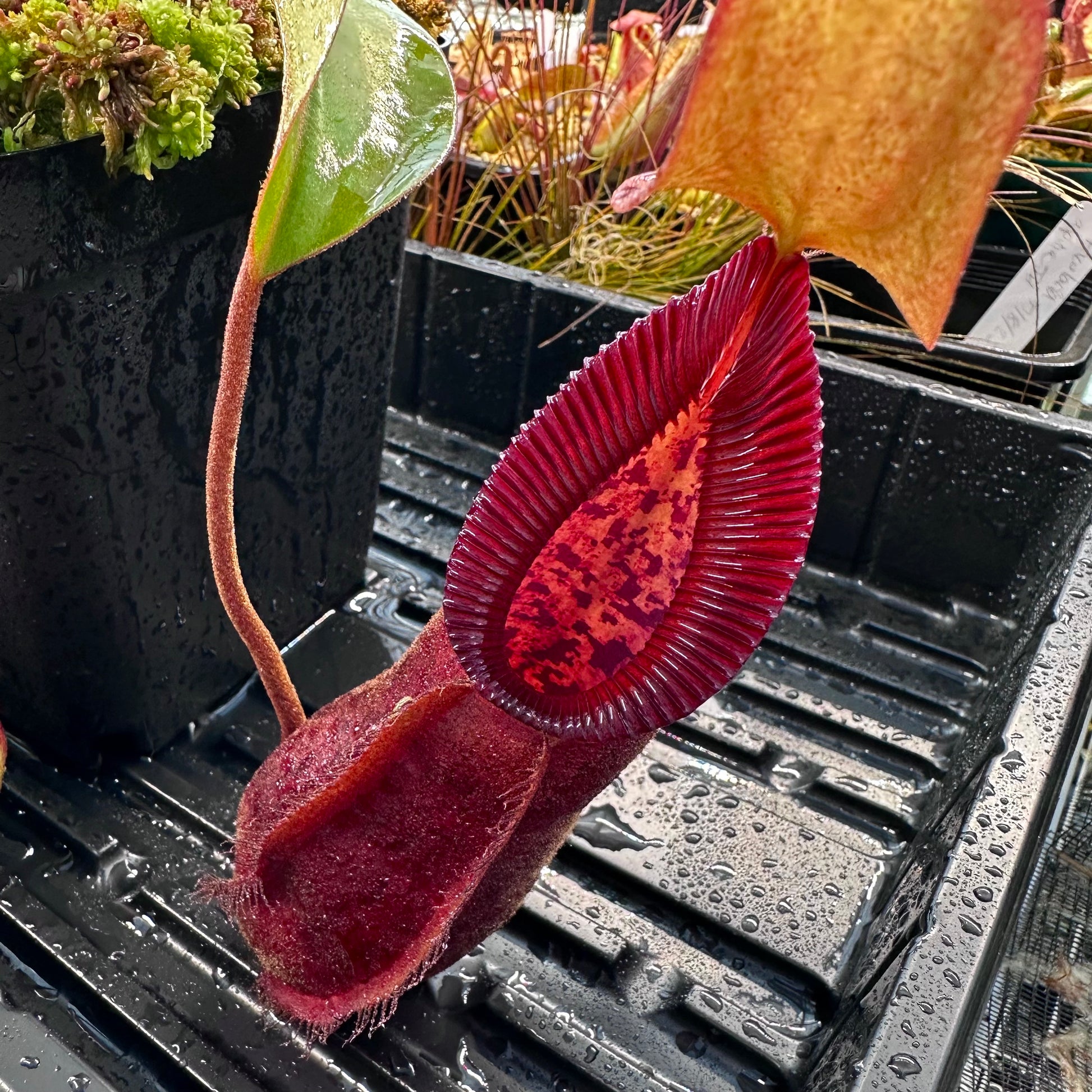 Nepenthes robcantleyi x diabolica - Seed Grown Plant - AW – Dancing ...